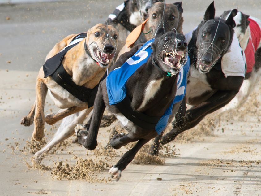 Shadow puts sprint rivals in the shade at Towcester | Racing Post