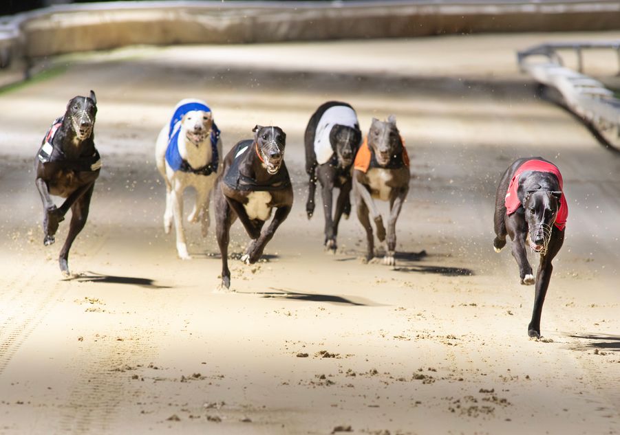 In-form Young team scoops the Romford gold | Racing Post