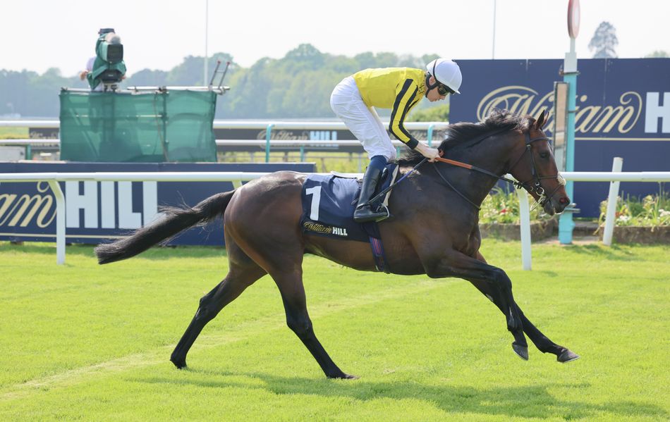 Derby runner-up Ambiente Friendly up for sale at Tattersalls July ...