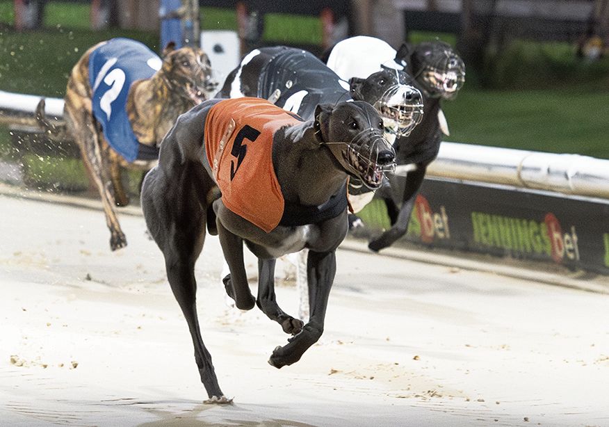 Heat stars Poppy and Steel now set for a Classic clash | Racing Post