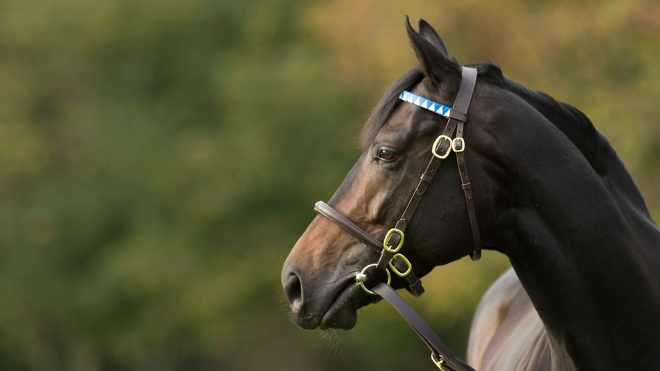 'He's outperforming many stallions at far higher fees' - Golden Horn ...