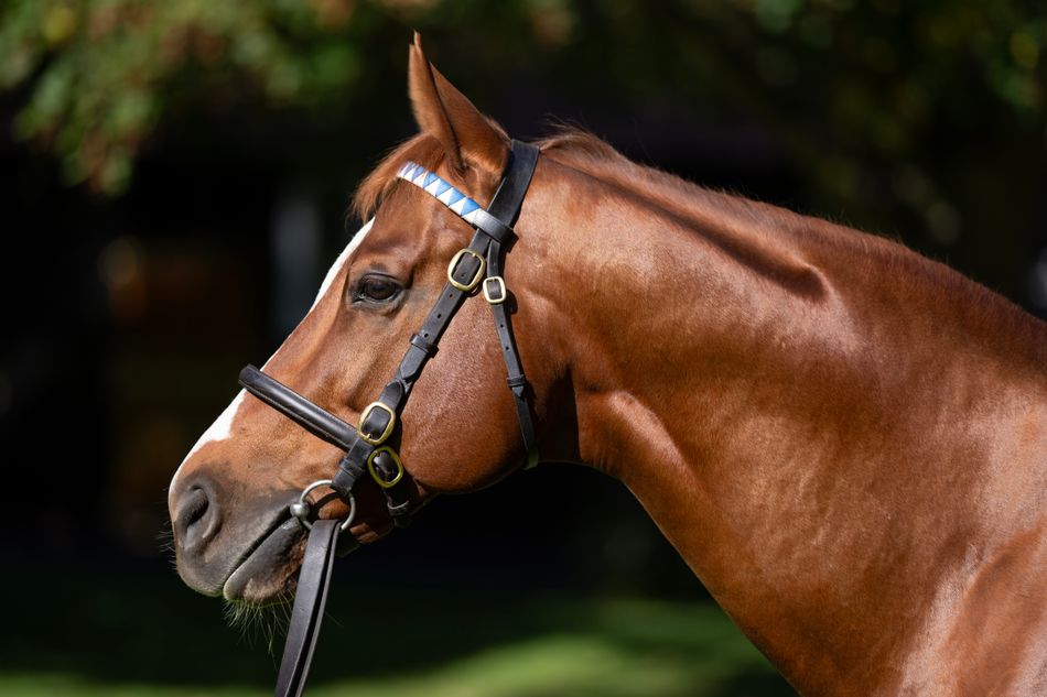 ‘All his credentials match up’ - Sunnyhill Stud looking to roll back ...