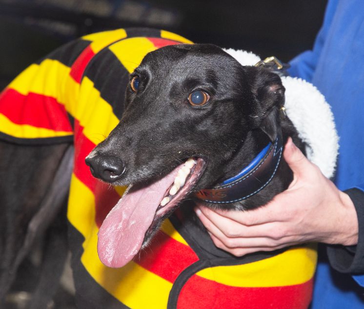 Plain sailing again for sprint ace Lake at Hove | Racing Post