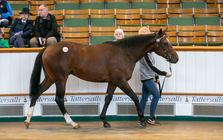 'A carbon copy of his sire' - Book 2 graduate Elite Status bidding for ...
