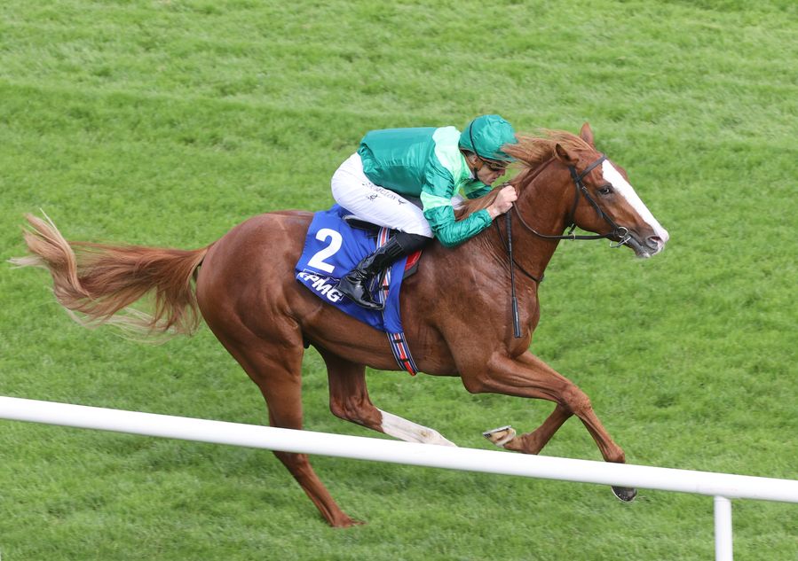 Benvenuto Cellini has risen to the head of the Derby market - here we ...