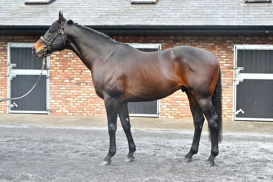 'It's great news for the British breeding industry' - King Of Change to ...