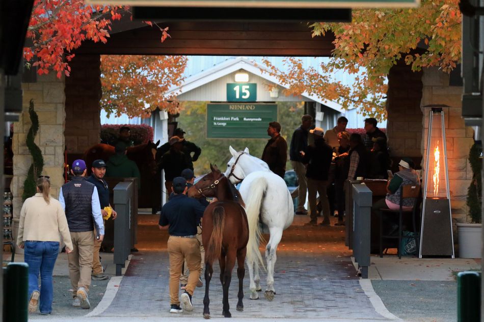 November Breeding Stock Sale passes $200 million mark as Flatter mare ...
