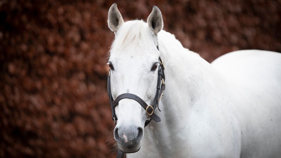 Frankel looks set to be dethroned as champion sire in Britain and ...