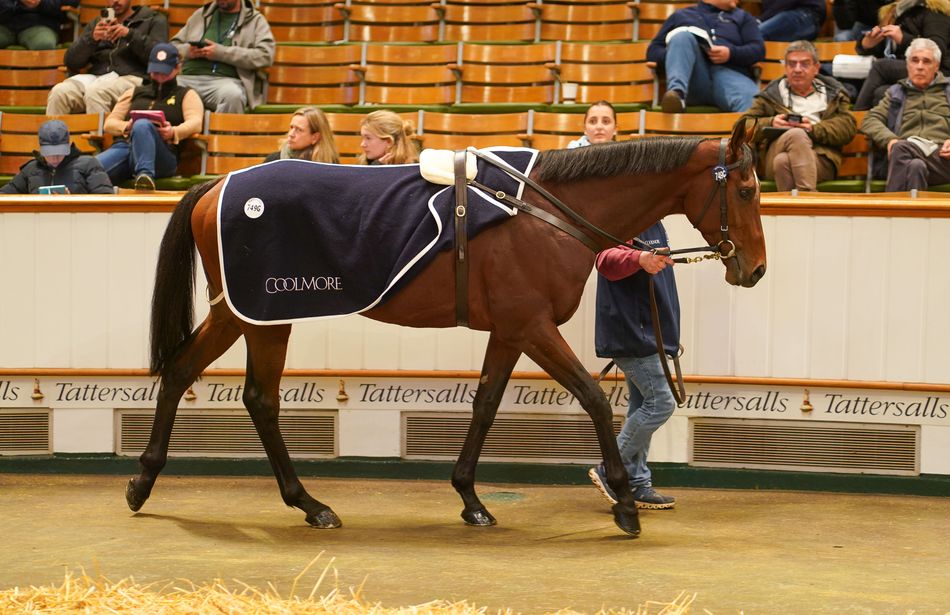 Record-breaking 1.3m guineas Frankel colt proves money well spent with ...