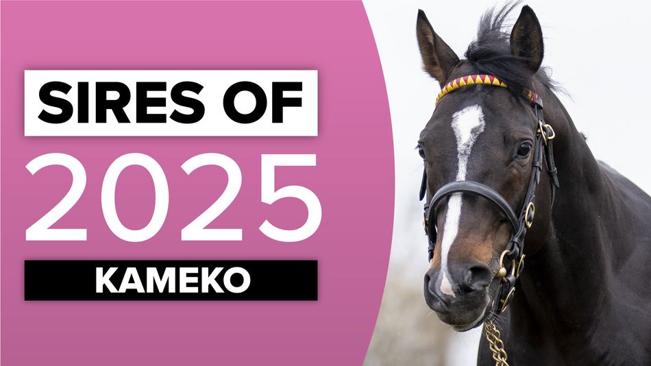 Racing Post Bloodstock Sires of 2025: Kameko | Racing Post