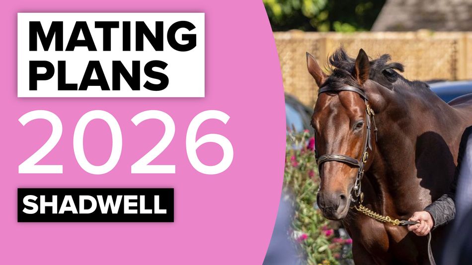 Shadwell maps out major 2026 matings as Baaeed first runners near track ...