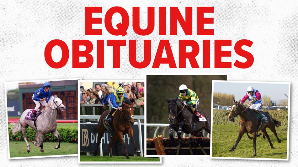 Prolific Group 1 star Daylami and dual Stayers' Hurdle hero Baracouda ...