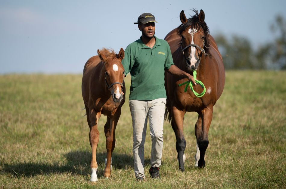 'She will be missed by us all' - George Washington's only foal and ...