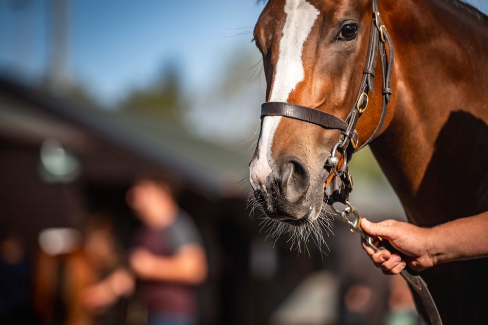 'A significant step forward' - TBA announces introduction of equine ...