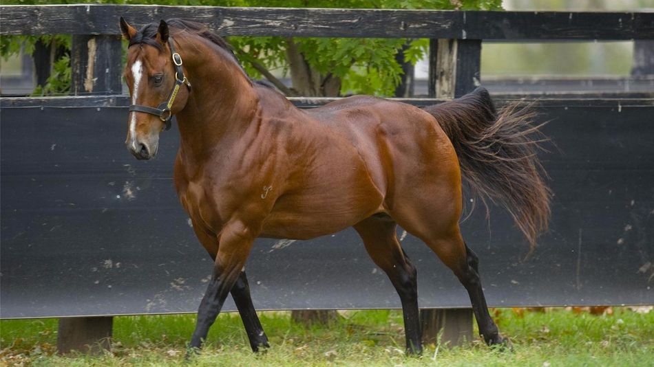 ‘A dream horse in every respect’ - Arrowfield announces the death of ...
