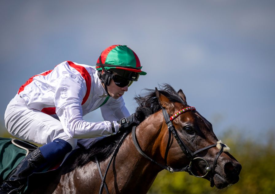 Last Encore could still be well handicapped in competitive Birdcatcher ...