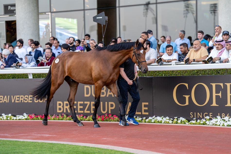 'This is where the prize-money is' - Jim Hay spending spree at Dubai ...