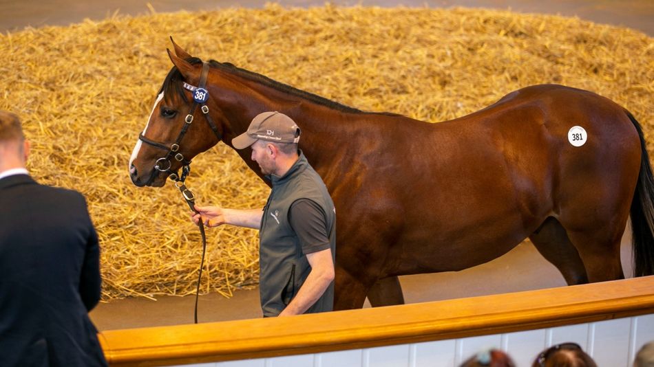 Godolphin purchase Frankel colt after Derby-winning owner defaulted on ...