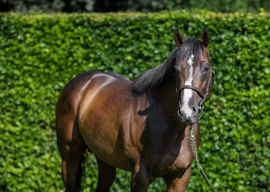 Advertise the latest first-season sire to hit the mark as Matters Most ...