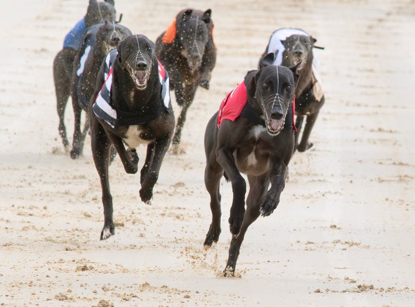 Annadown Chip lays down a marker | Racing Post