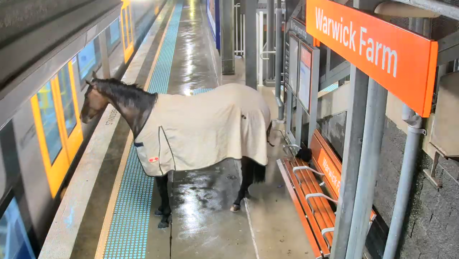 Racehorse causes shock for late-night travellers after being found ...