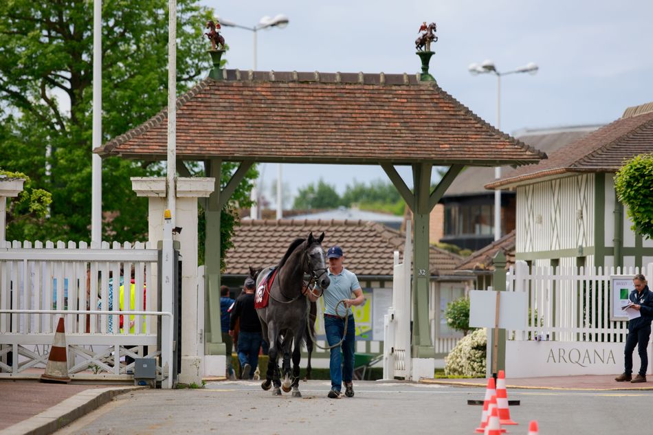 Plenty of variety as Arqana releases mixed Summer Sale catalogue ...