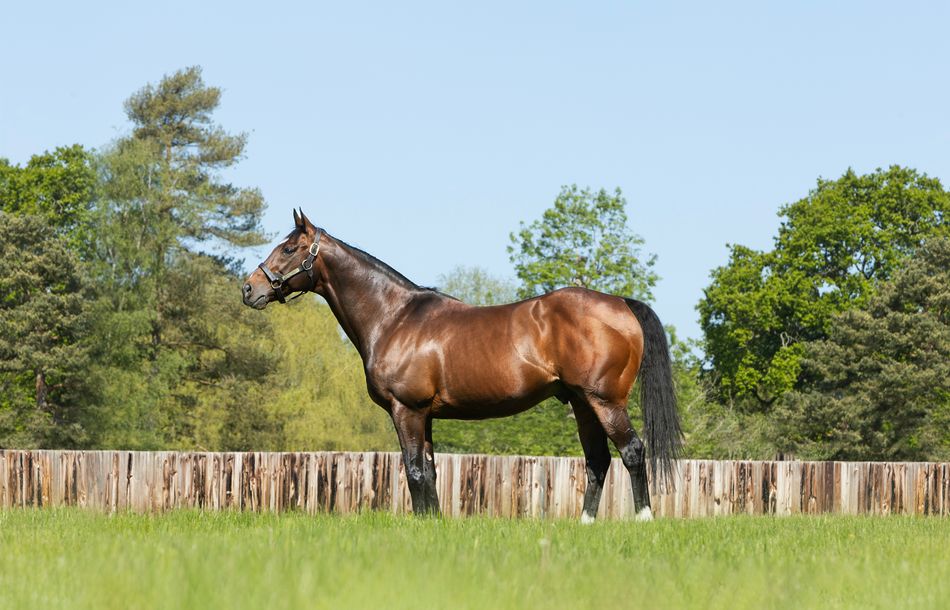 Cover stories: Frankel to the fore as we crunch the numbers behind this ...