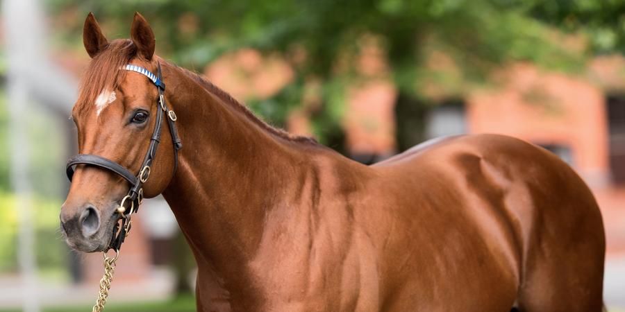 Martin Stevens signs off Good Morning Bloodstock for the year by ...