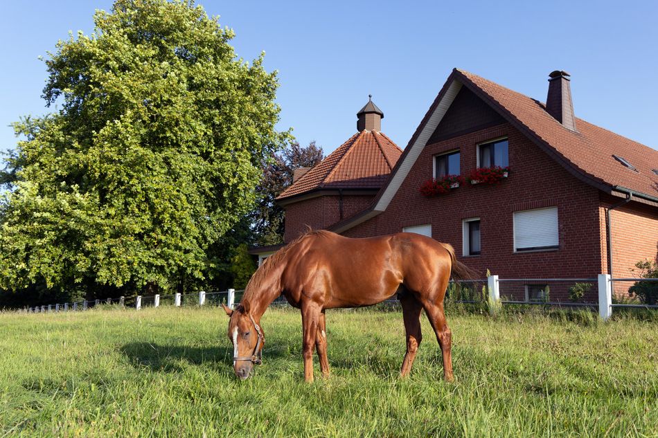 Why Torquator Tasso Is Crucial to the Future of German Thoroughbred ...