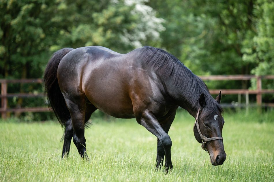 Classic-winning sire Aclaim joins Batsford Stud as 2025 fees are ...
