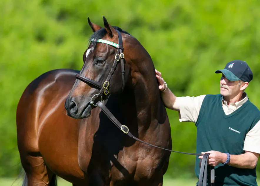 ‘He genuinely thinks that every mare that comes through the gate is for ...