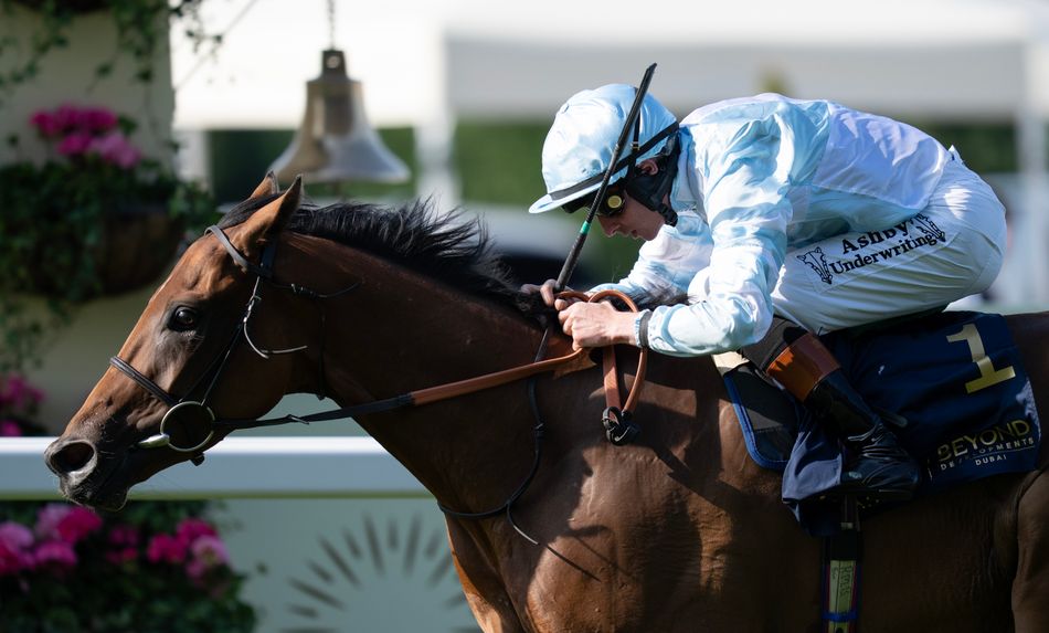 Unbeaten Amiloc set to return to Ascot for King George as his star ...