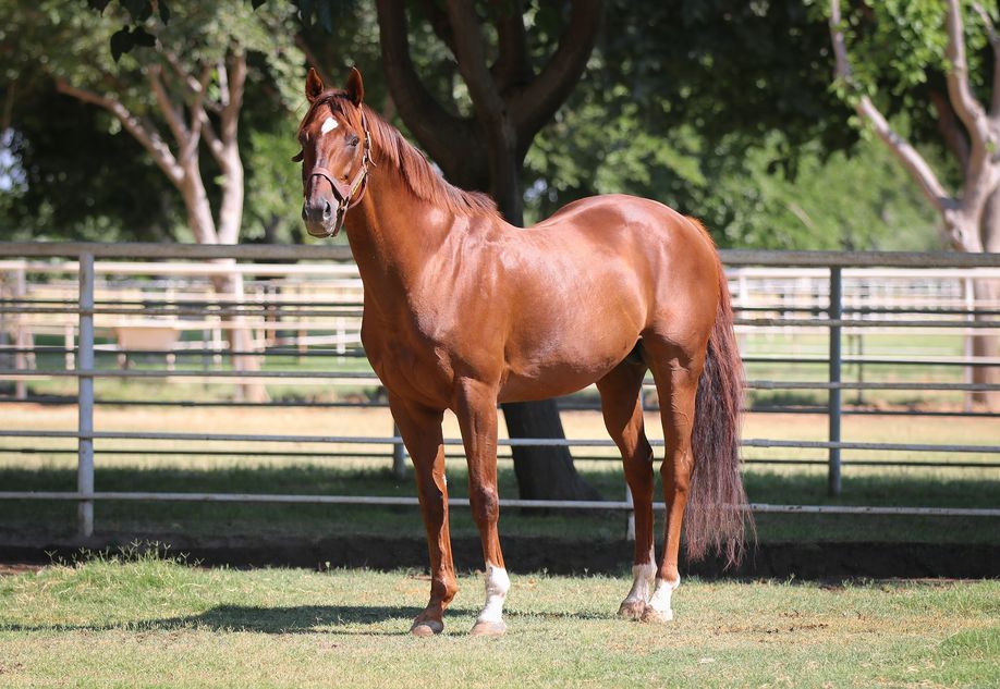 Death of Grade 1 winner and leading Californian sire Smiling Tiger aged ...