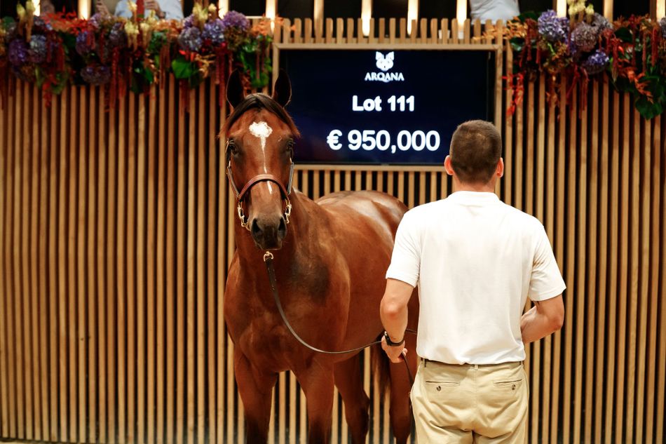 Picture gallery: Day one of the Arqana August Yearling Sale | Racing Post