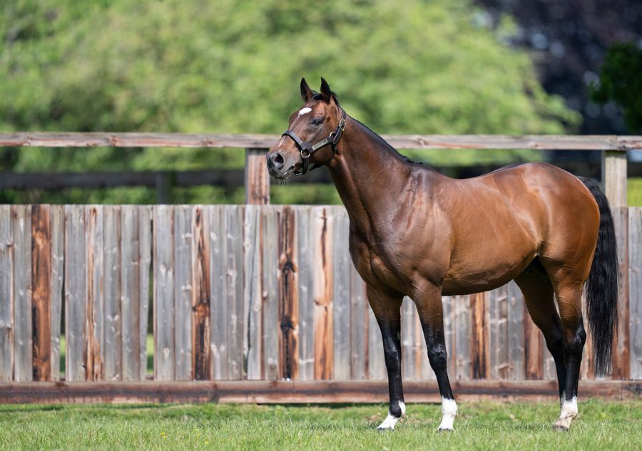 Frankel's fee raised to career-best £350,000 as Juddmonte reveals 2024 ...